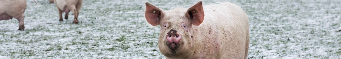 Varkens - Beter Leven keurmerk Zakelijk