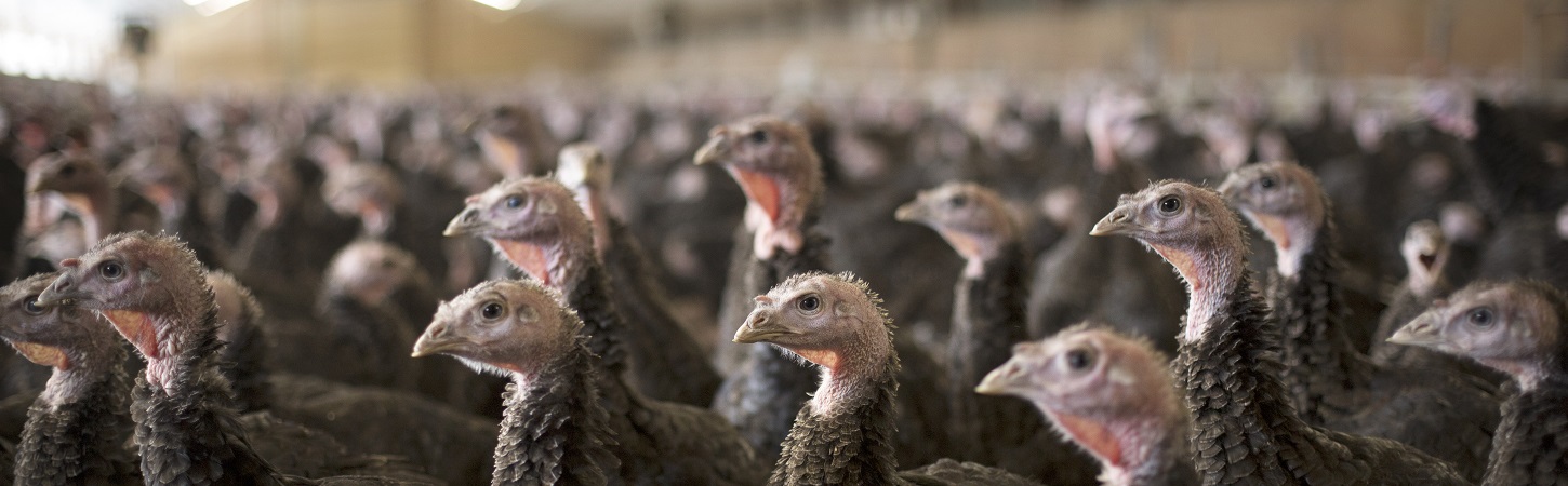 Beter Leven kalkoen verkrijgbaar bij 6 supermarkten deze kerst - Beter ...