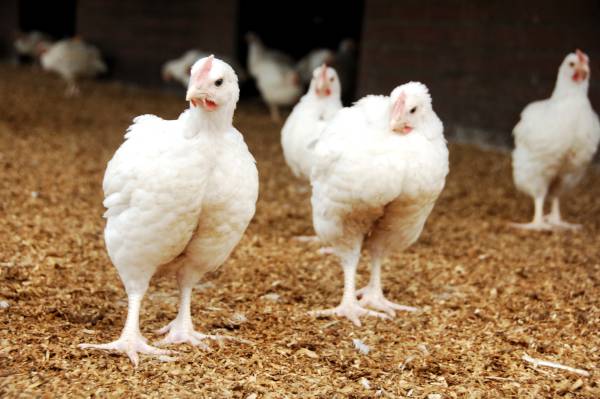 C1000 introduceert 'Onze scharrelkip' met 1 ster - Beter Leven keurmerk