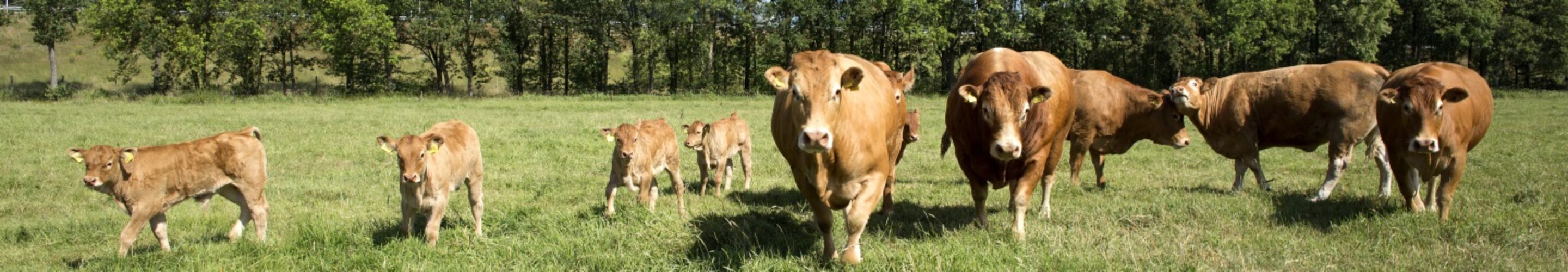 Runderen - Beter Leven keurmerk Zakelijk